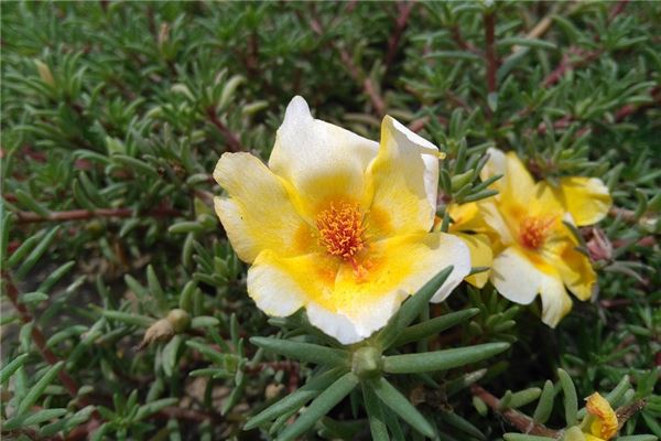 五行屬性都有什麼樣的性格特點 - iFate